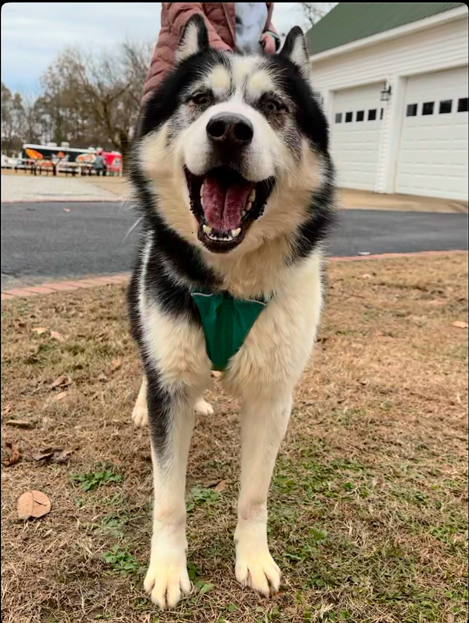 Pet of the Week: Samwell - WBBJ TV