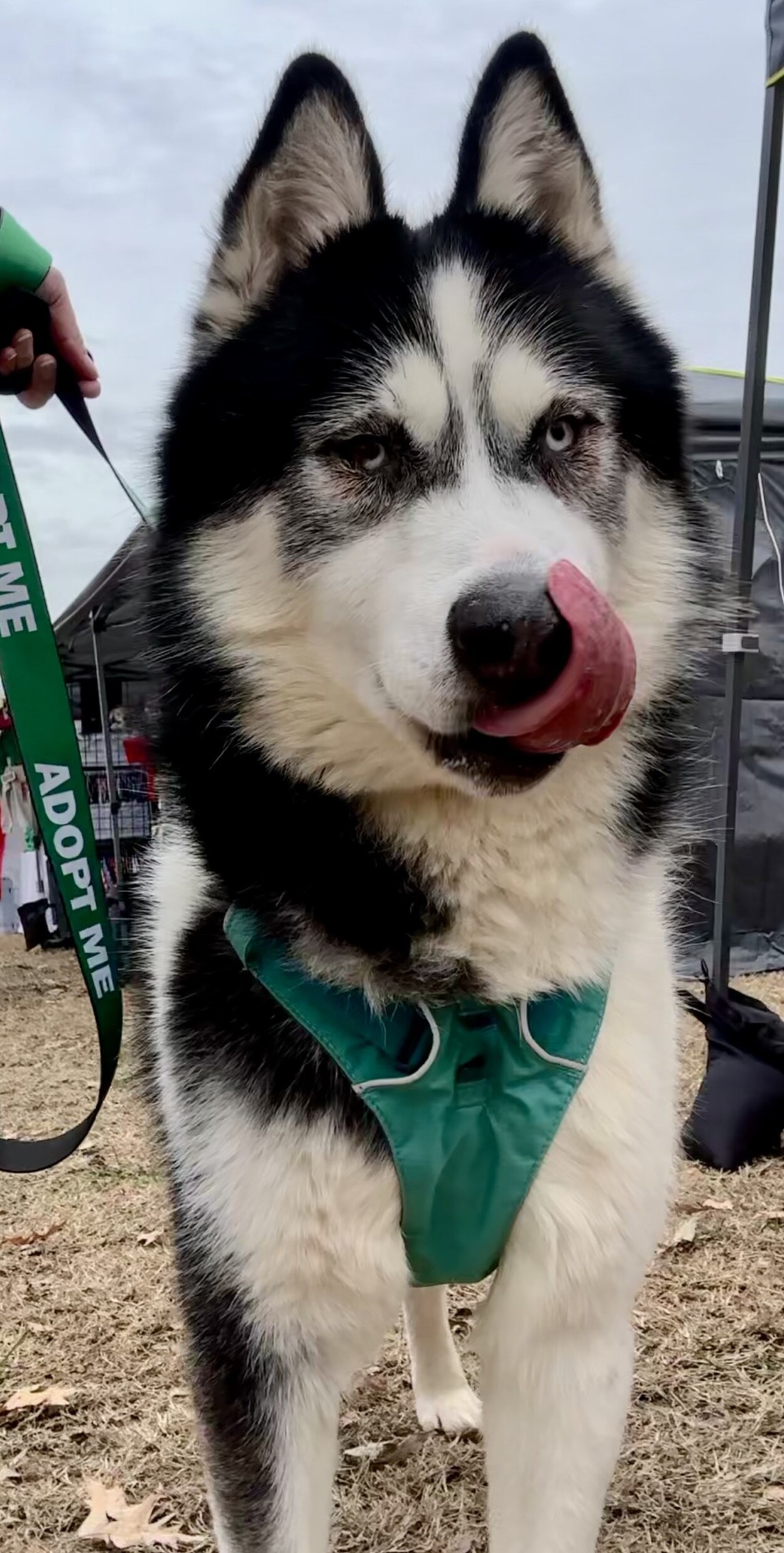 Pet of the Week: Samwell - WBBJ TV