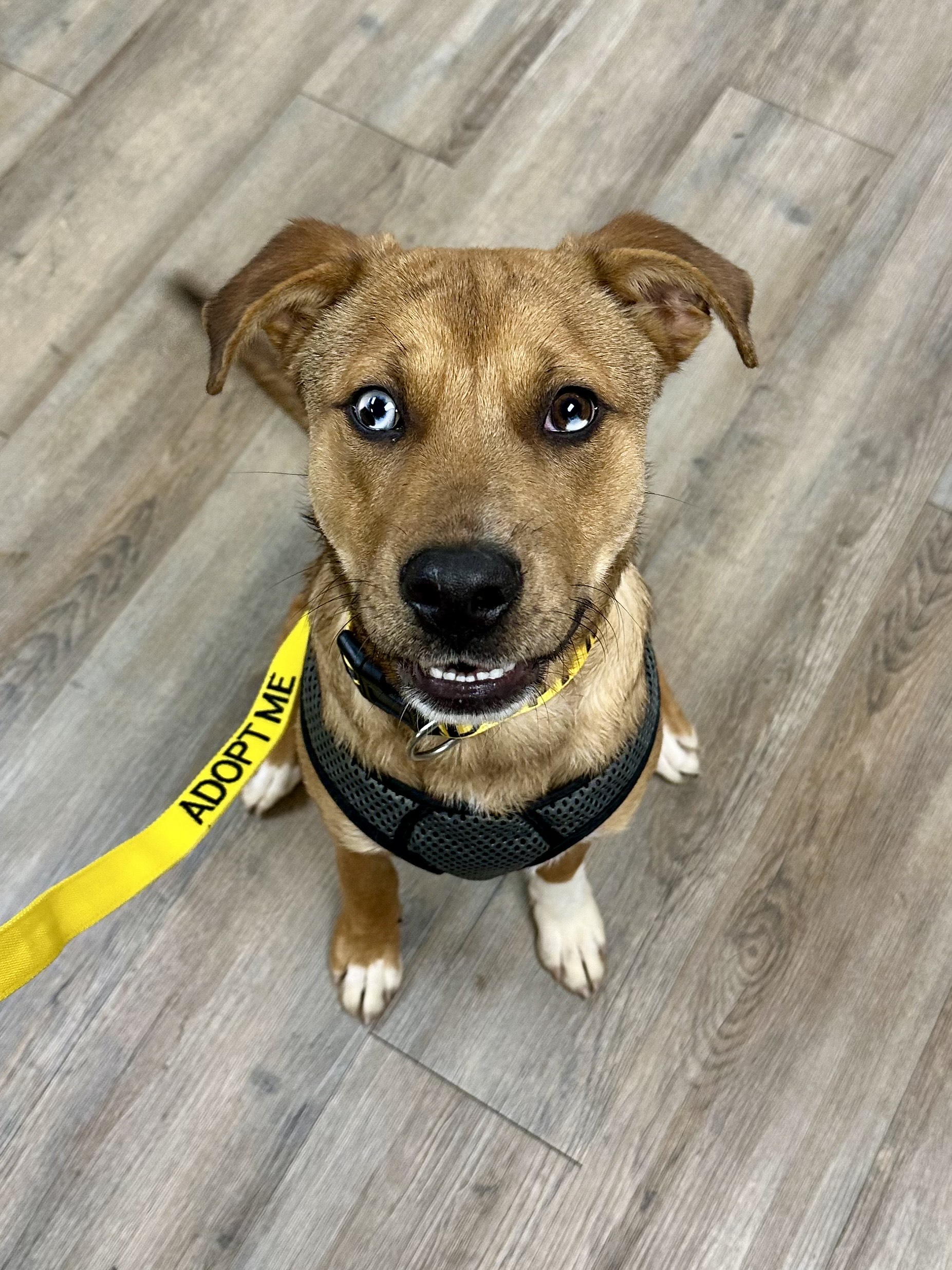 Pet of the Week from Tipton Co. Animal Shelter: Major Tom - WBBJ TV