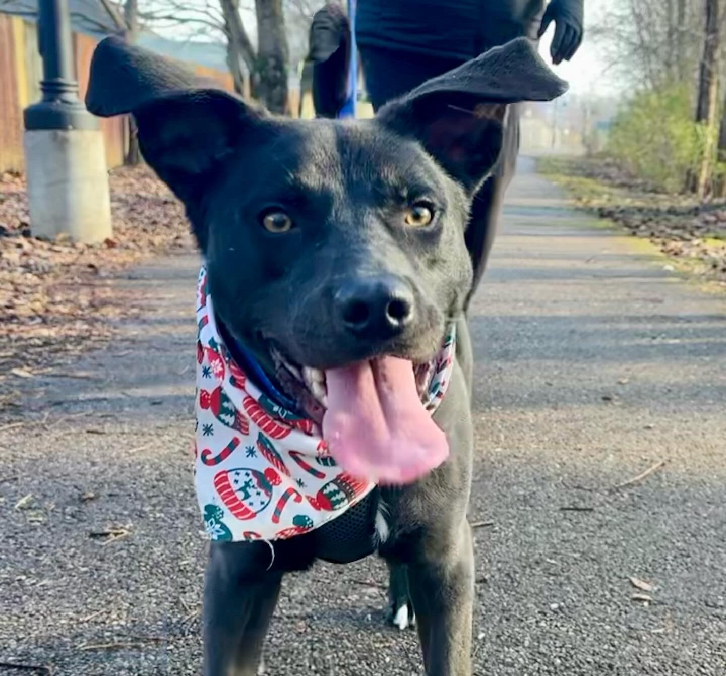 Pet of the Week: Buckie - WBBJ TV